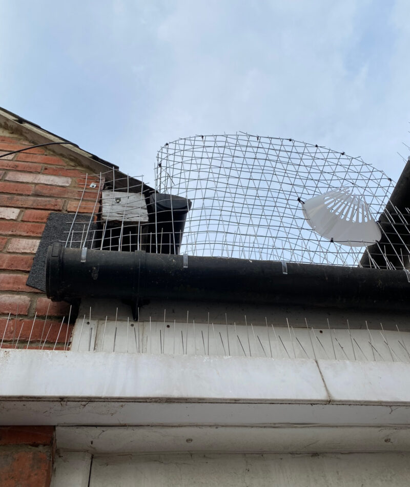Integrated Bird Management | Sustainable Bird Control Solutions