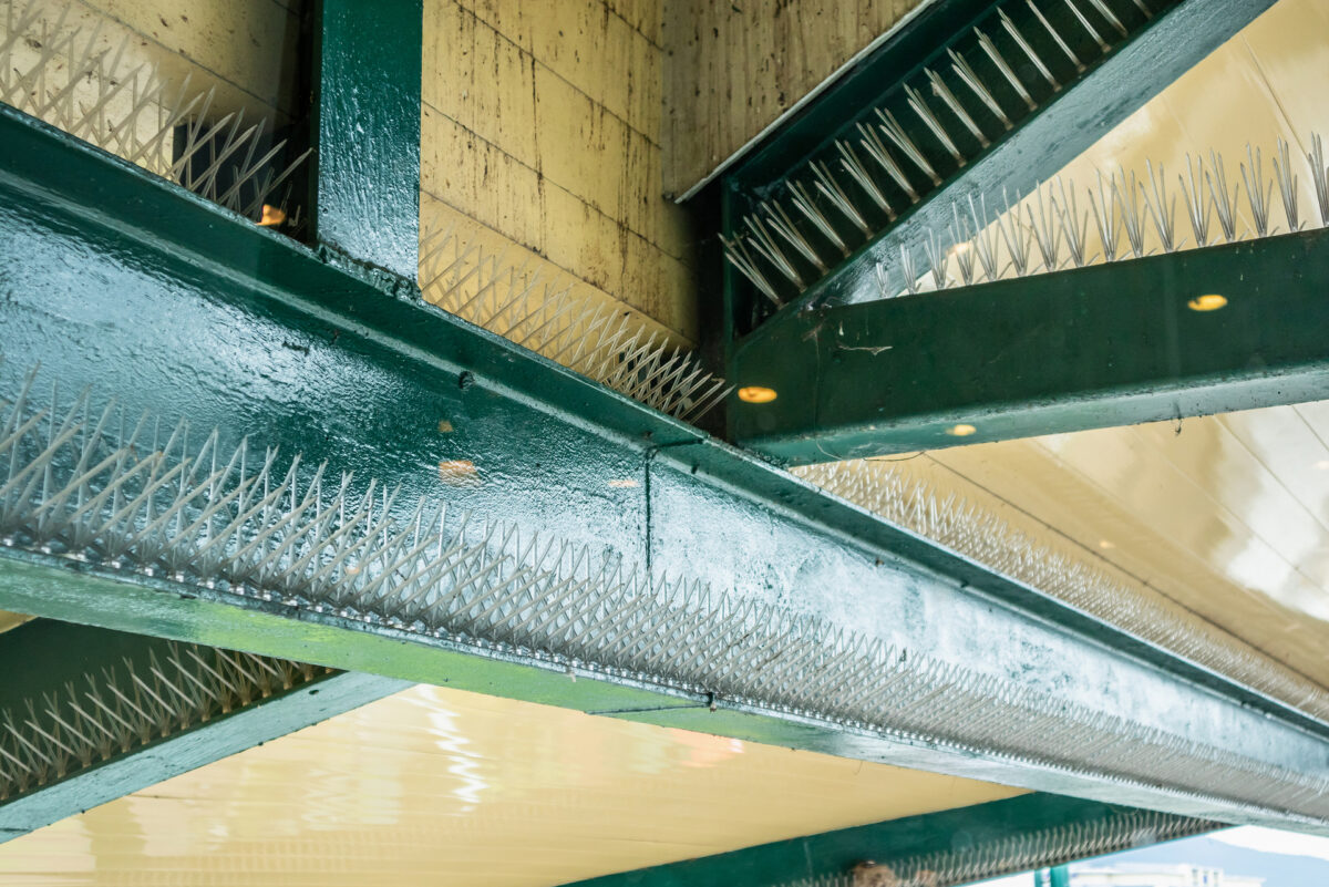 Seagull Deterrents | Humane Bird Control