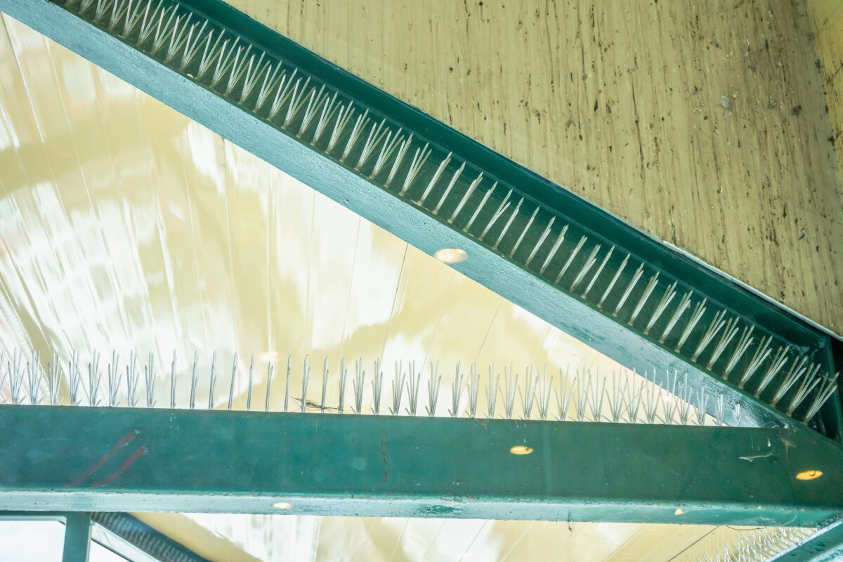 Bird Control for Airports | Humane Bird Control